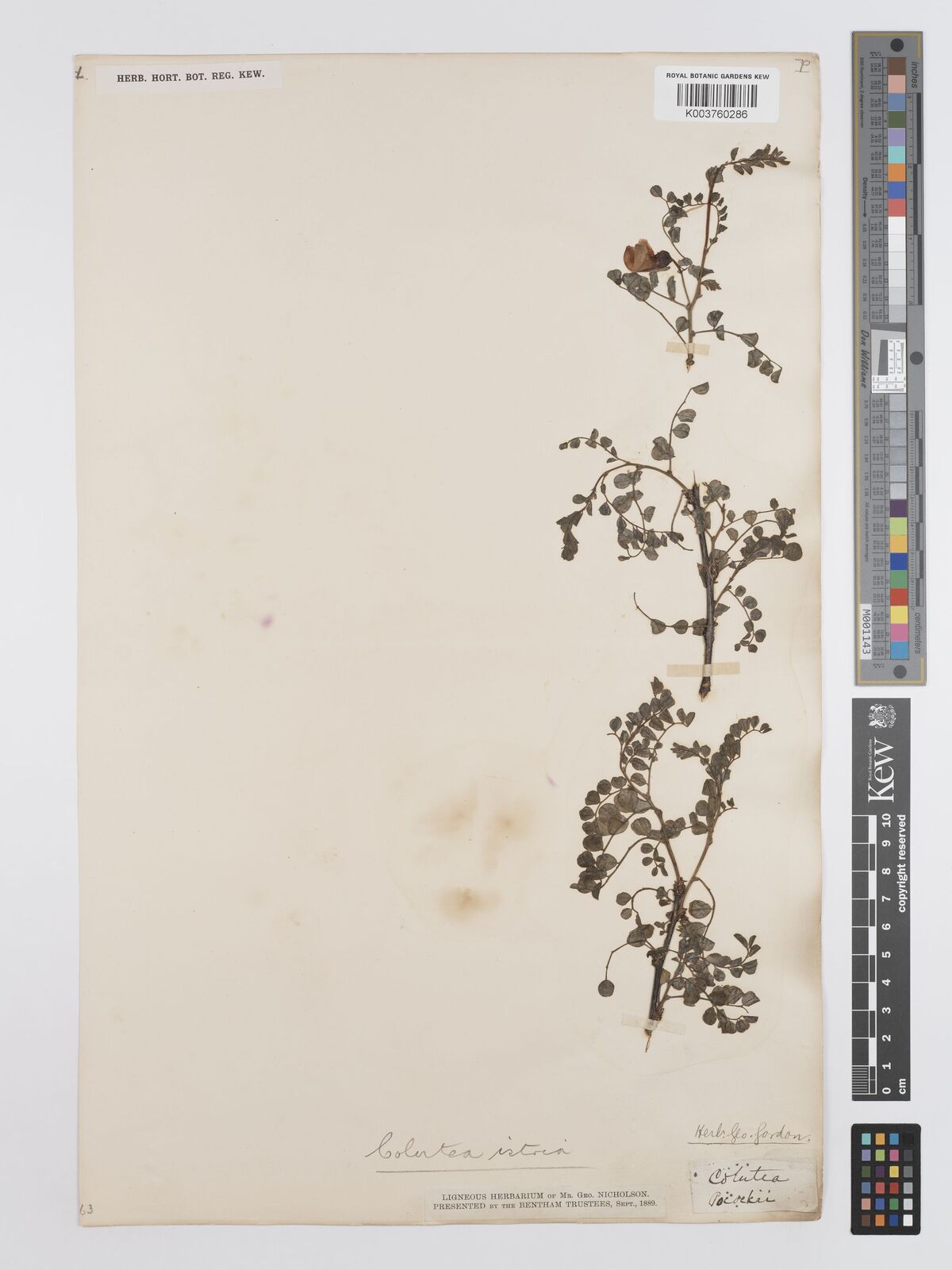 Colutea istria Mill. | Plants of the World Online | Kew Science