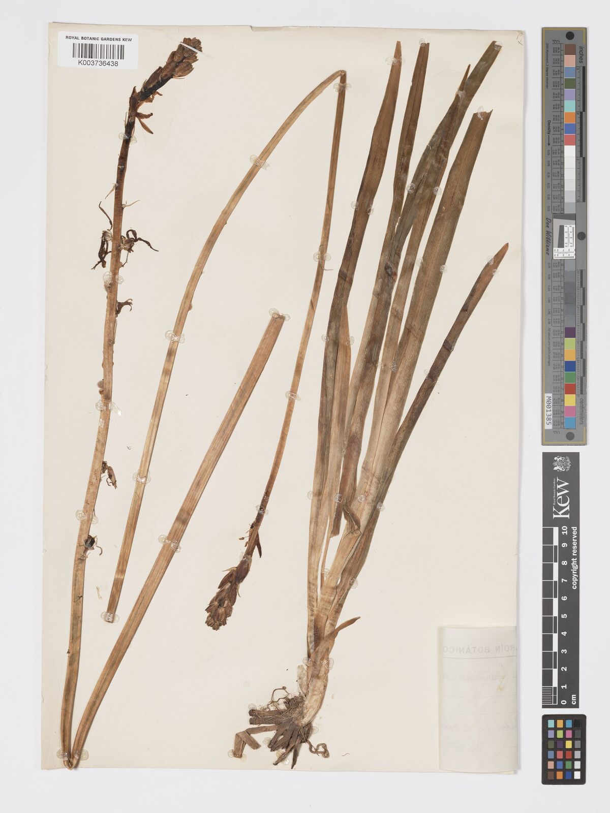 Paradisea lusitanica (Cout.) Samp. | Plants of the World Online | Kew ...