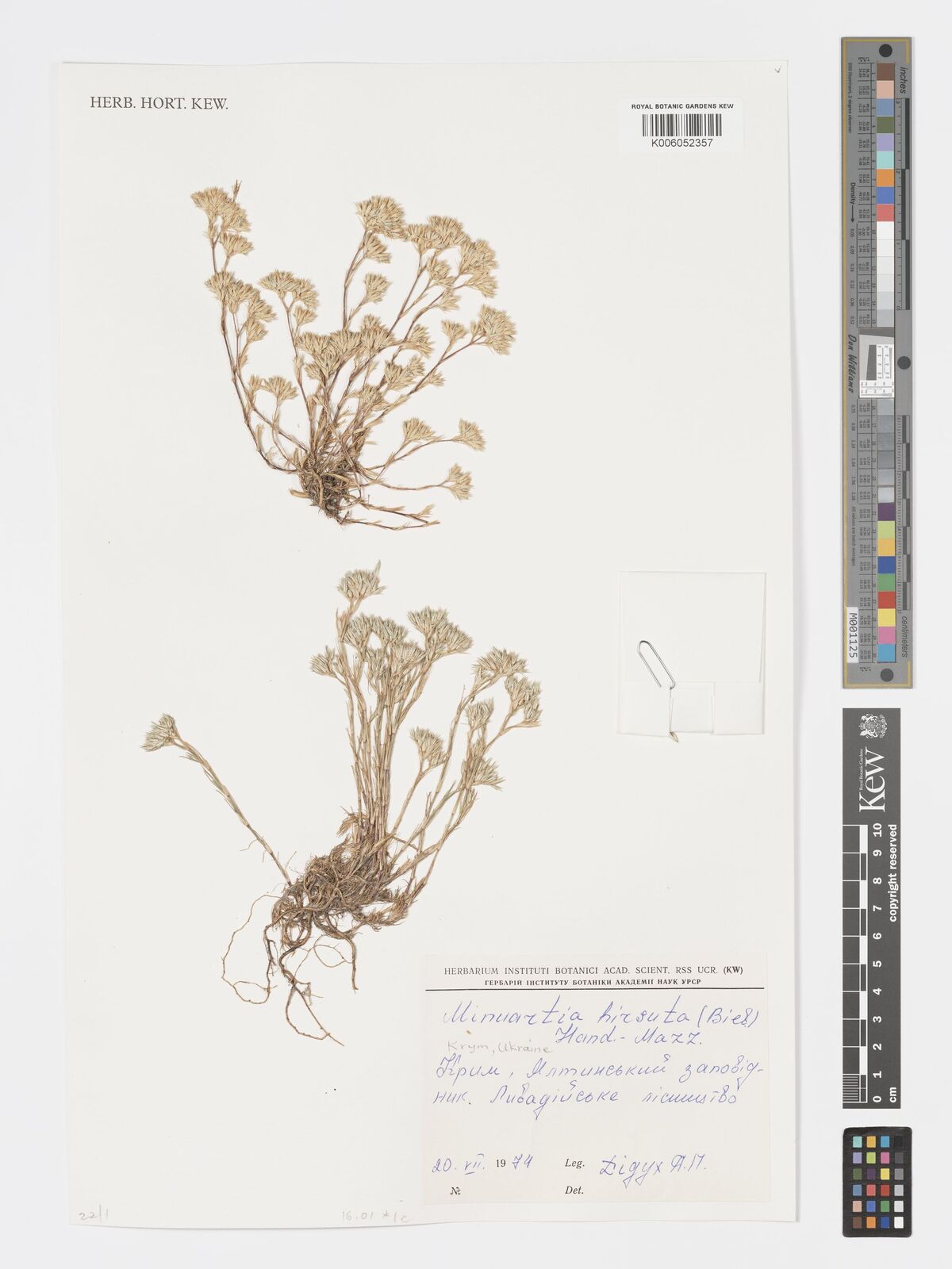 Minuartia hirsuta subsp. hirsuta | Plants of the World Online | Kew Science