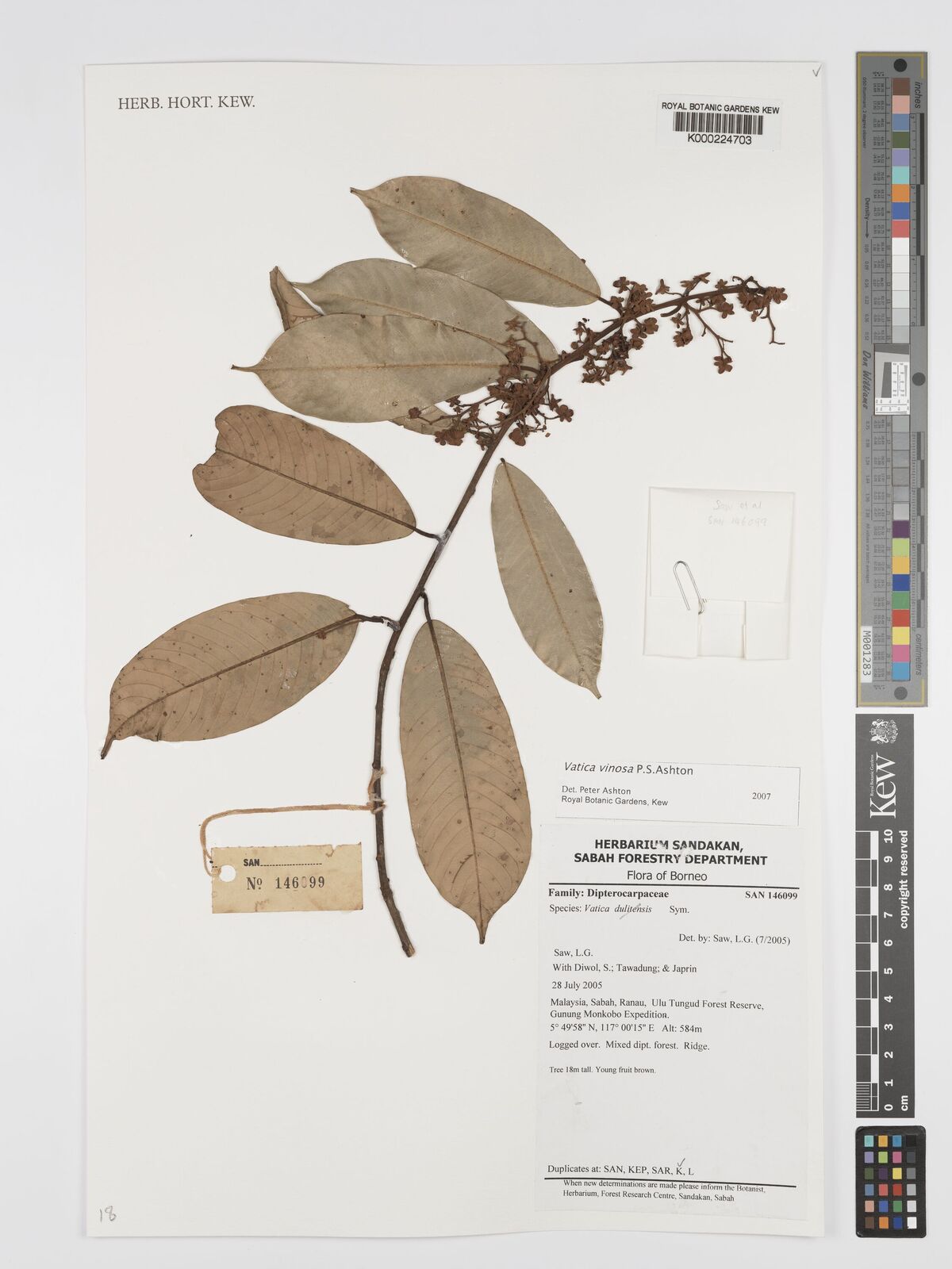 Vatica vinosa P.S.Ashton | Plants of the World Online | Kew Science
