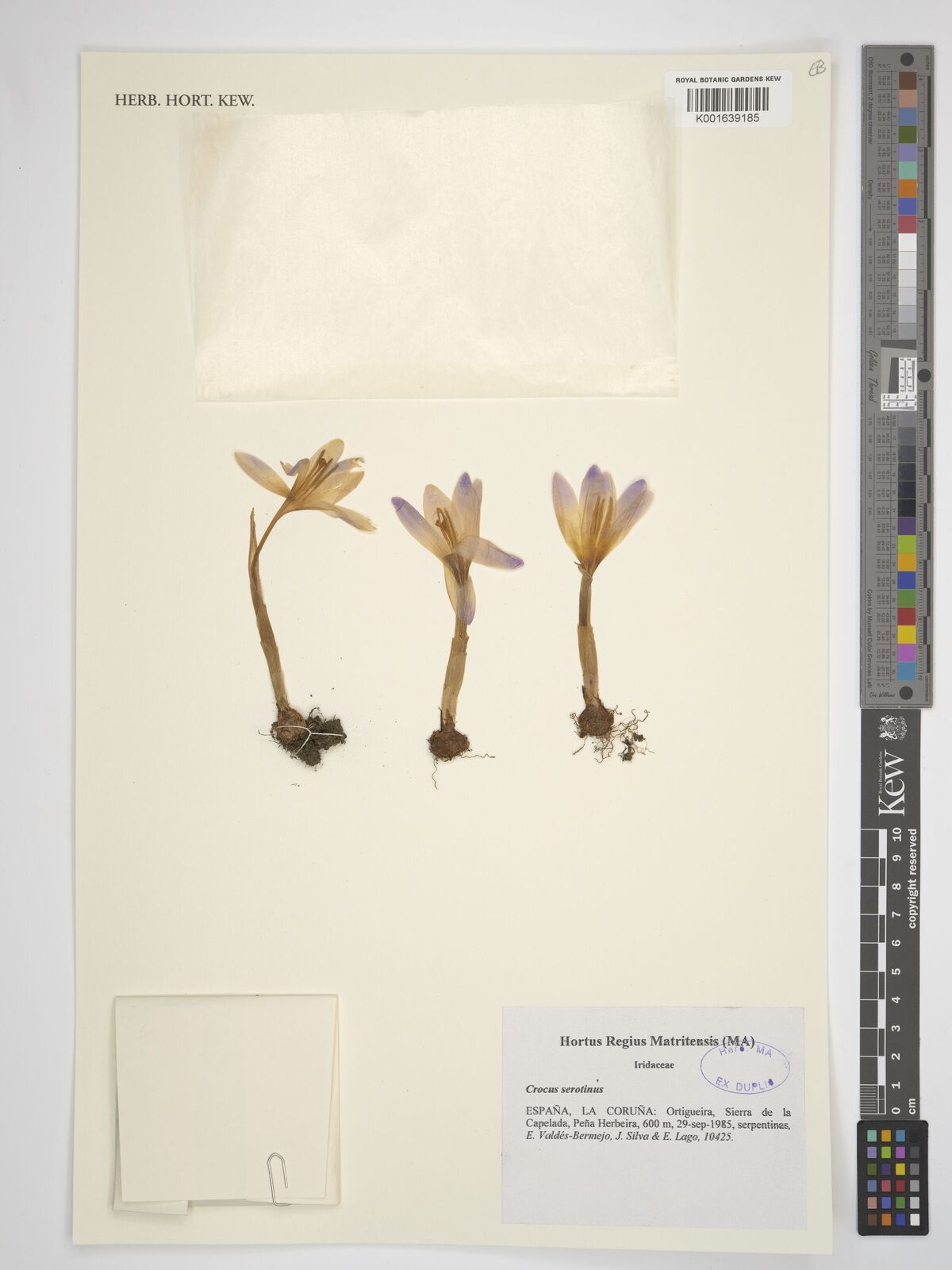 Crocus autumnalis Mill. | Plants of the World Online | Kew Science