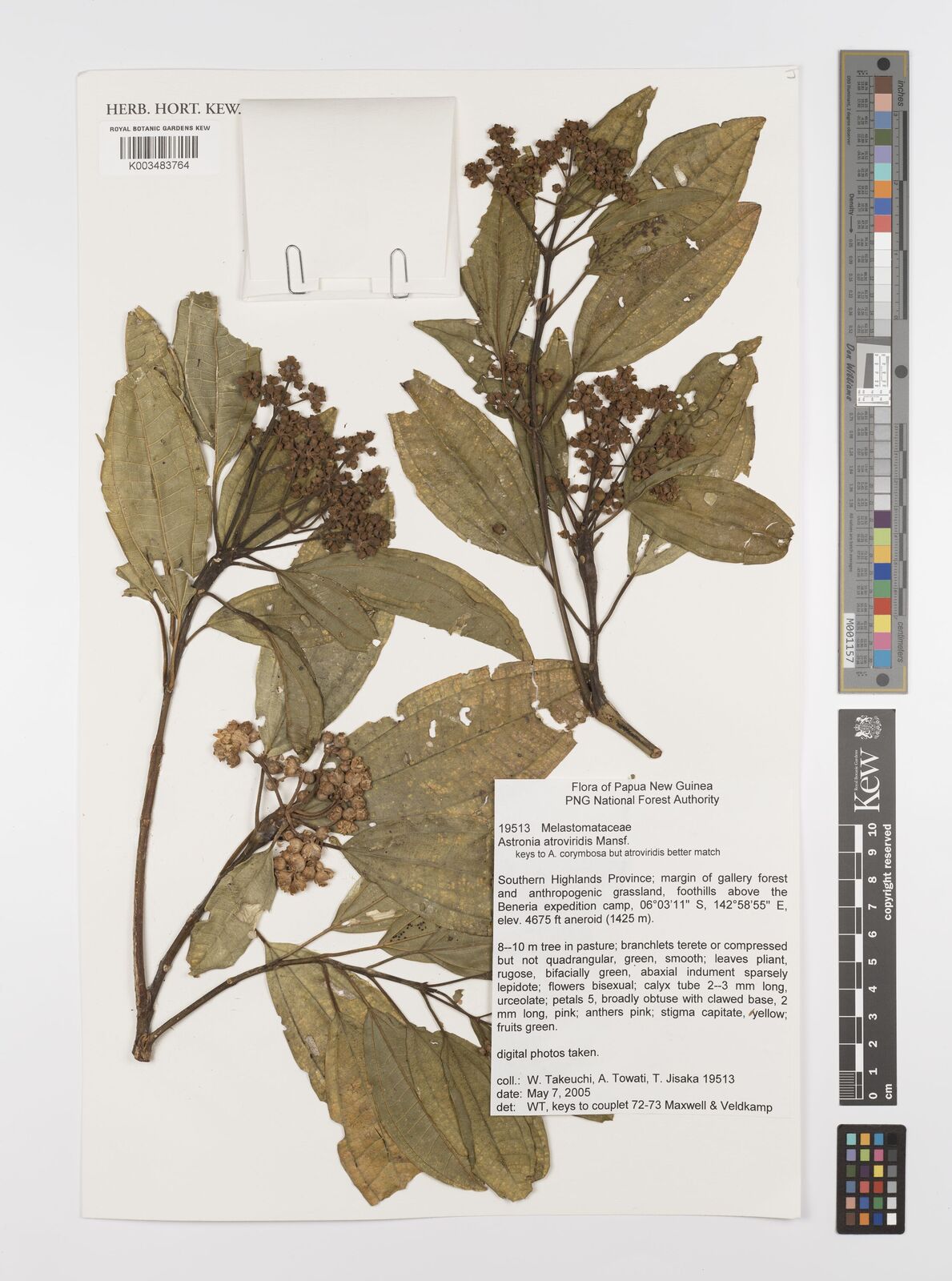Astronia atroviridis Mansf. | Plants of the World Online | Kew Science