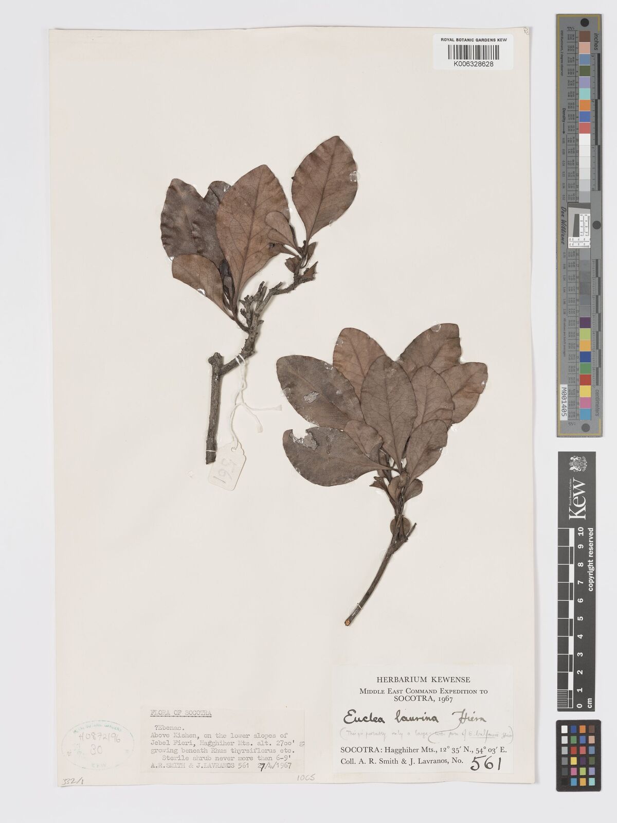 Euclea divinorum Hiern | Plants of the World Online | Kew Science