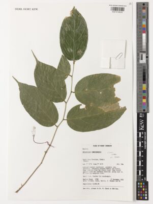 Huaceae A.Chev. | Plants of the World Online | Kew Science