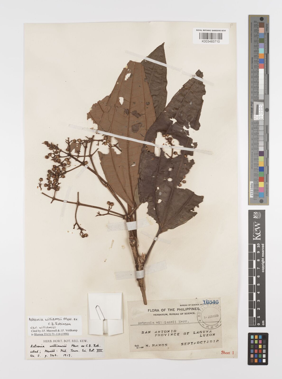 Astronia williamsii var. williamsii | Plants of the World Online | Kew ...