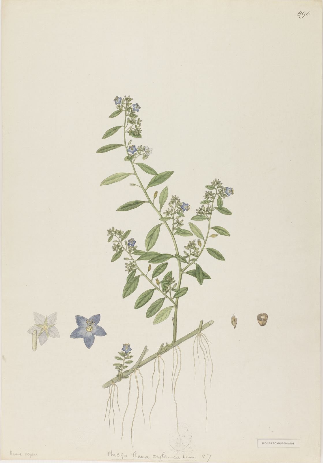 Hydrolea zeylanica (L.) Vahl | Plants of the World Online | Kew Science