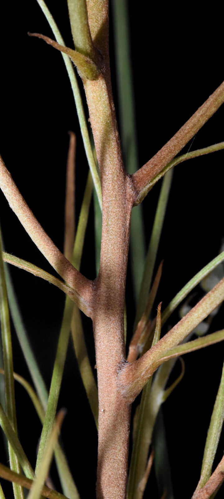 Grevillea pterosperma F.Muell. | Plants of the World Online | Kew Science