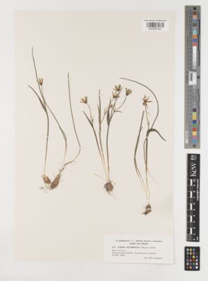 Gagea spathacea (Hayne) Salisb. | Plants of the World Online | Kew Science