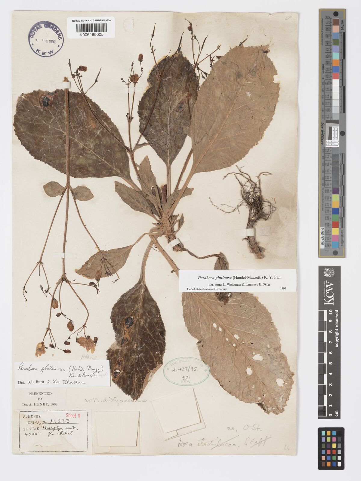 Paraboea glutinosa (Hand.-Mazz.) K.Y.Pan | Plants of the World Online ...