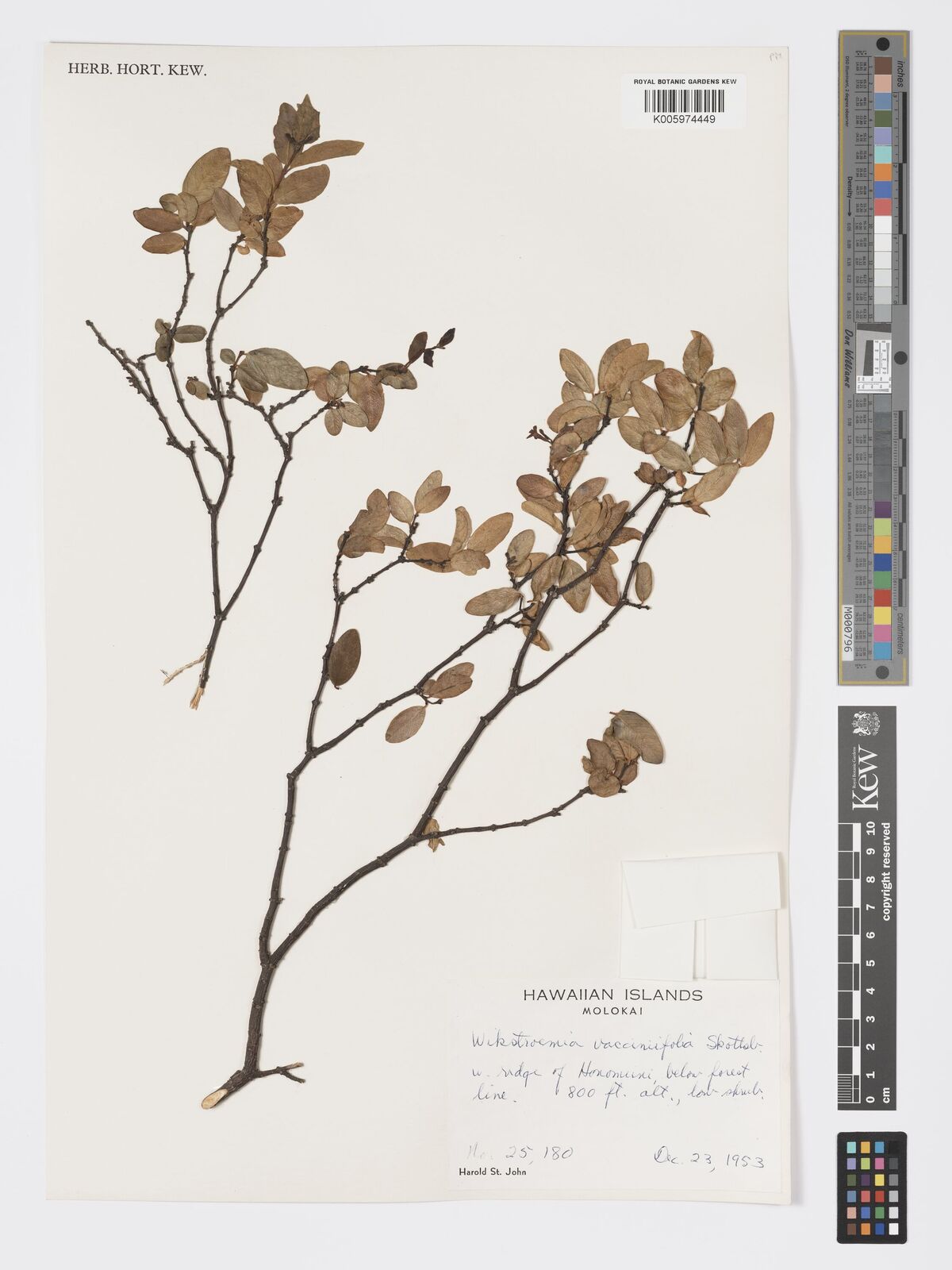 Wikstroemia oahuensis var. oahuensis | Plants of the World Online | Kew ...