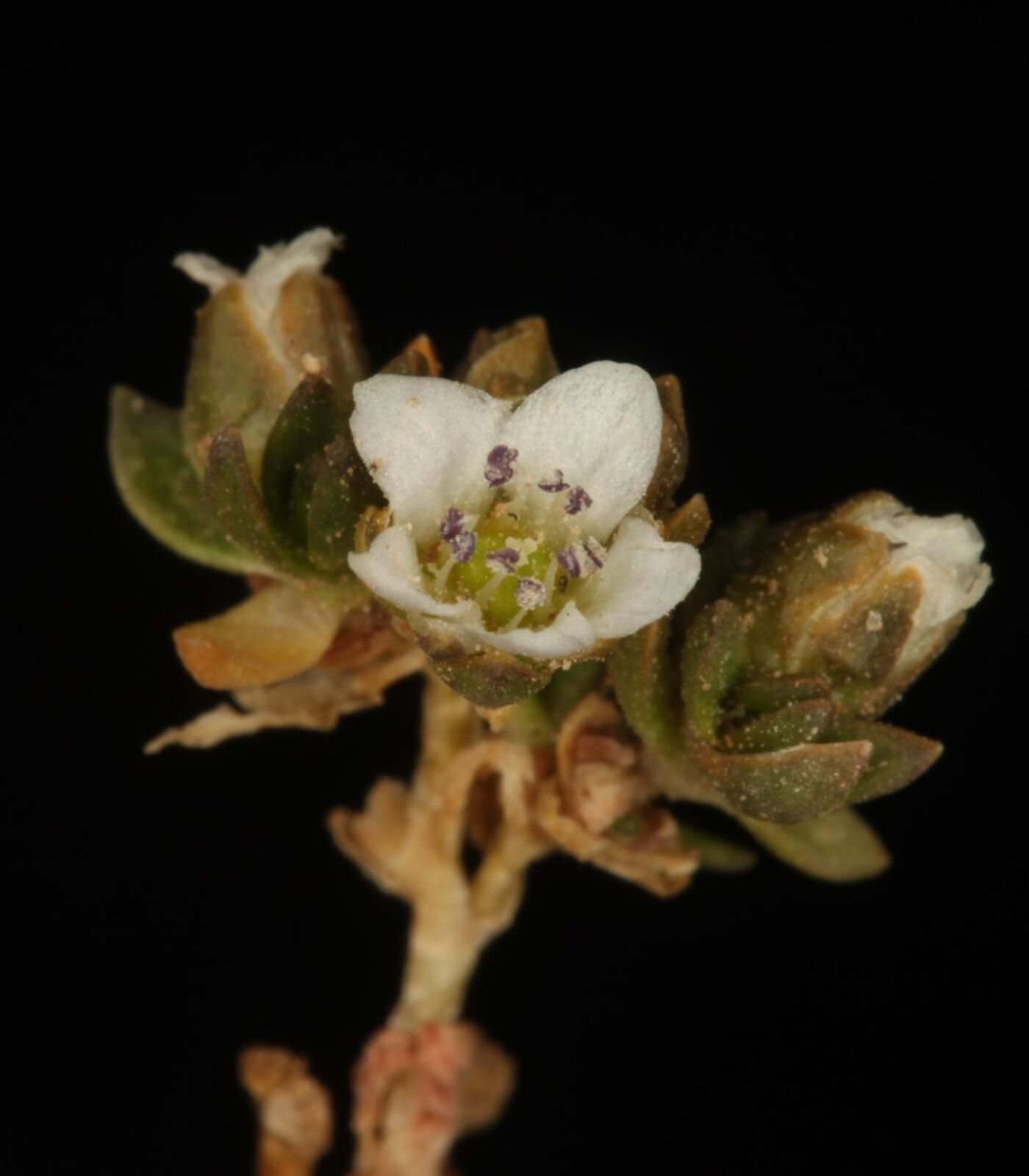 Arenaria rivularis Phil. | Plants of the World Online | Kew Science