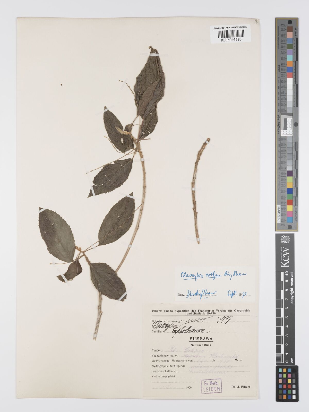 Claoxylon colfsii Airy Shaw | Plants of the World Online | Kew Science