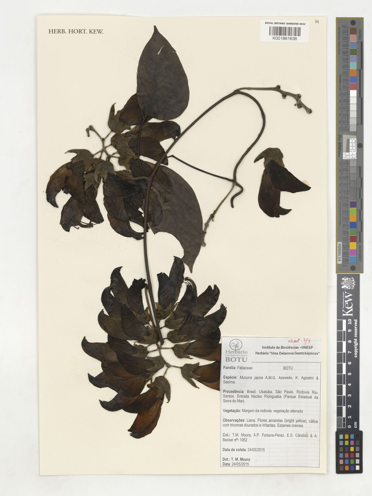 Mucuna pungens (Vell.) H.F.Menezes & J.F.B.Pastore | Plants of the ...