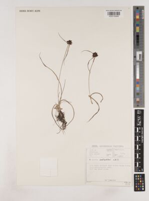 Cyperus niveus var. leucocephalus (Kunth) Fosberg | Plants of the World ...