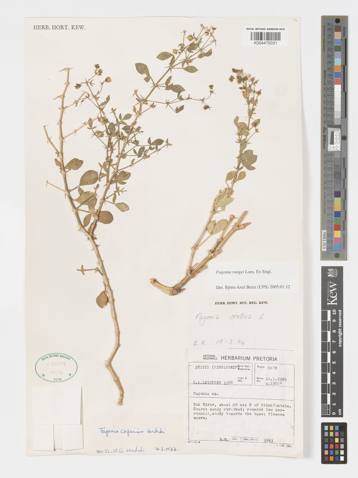 Fagonia rangei Loes. ex Engl. | Plants of the World Online | Kew Science