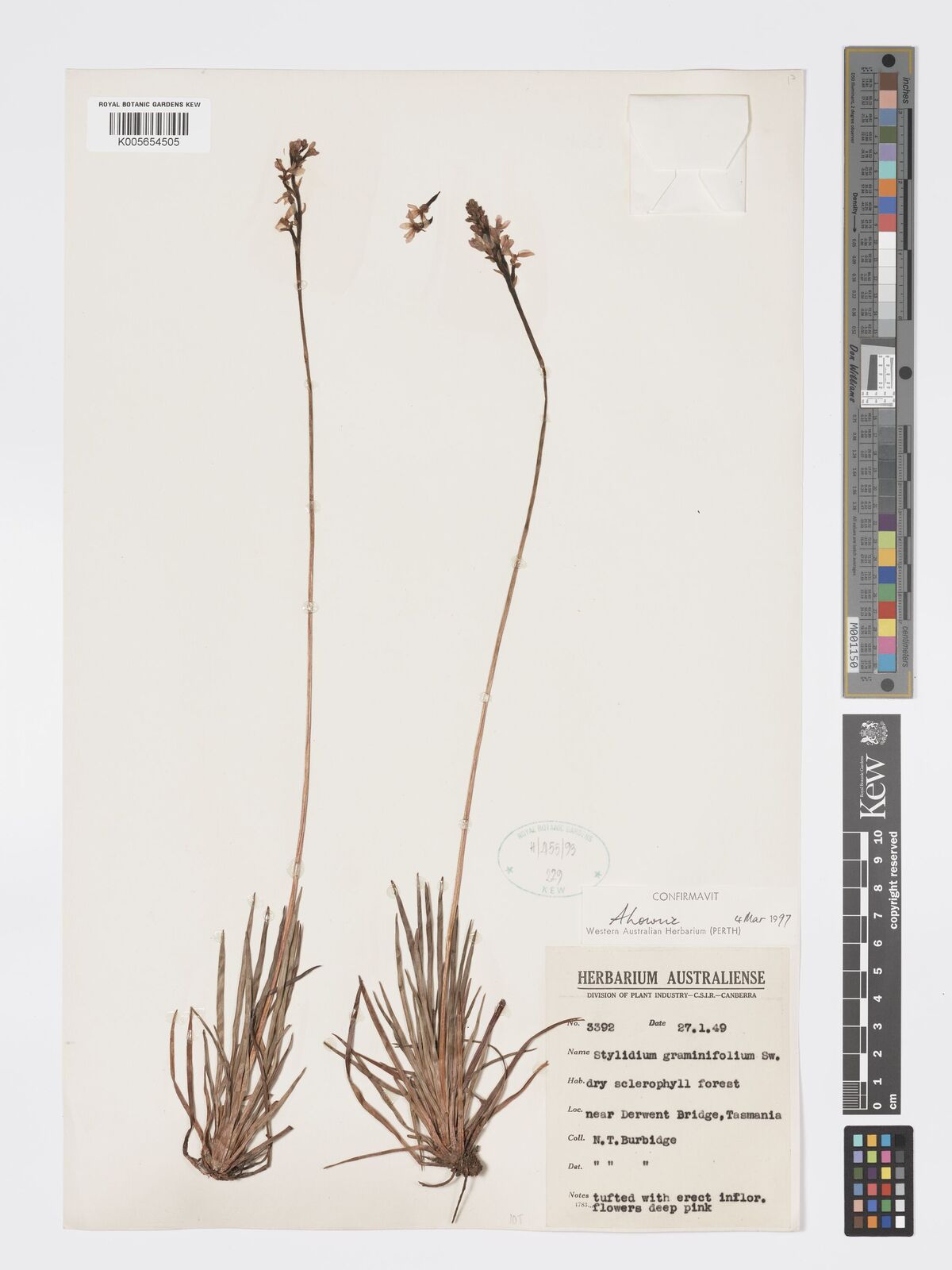 Stylidium armeria subsp. armeria | Plants of the World Online | Kew Science