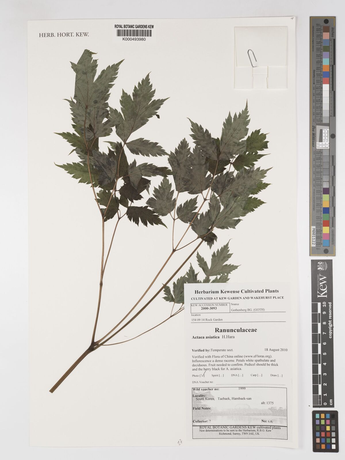 Actaea asiatica H.Hara | Plants of the World Online | Kew Science