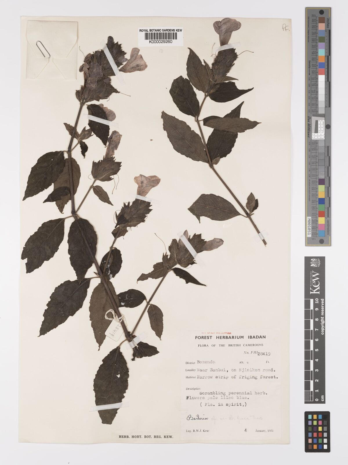 Barleria opaca (Vahl) Nees | Plants of the World Online | Kew Science