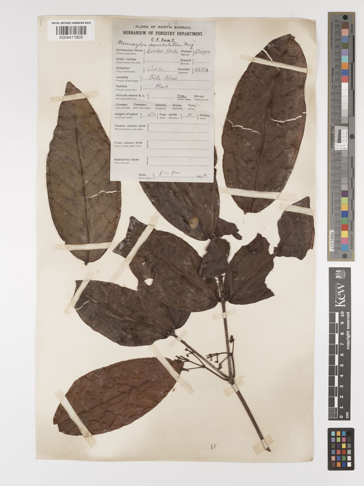 Memecylon acuminatissimum Blume | Plants of the World Online | Kew Science