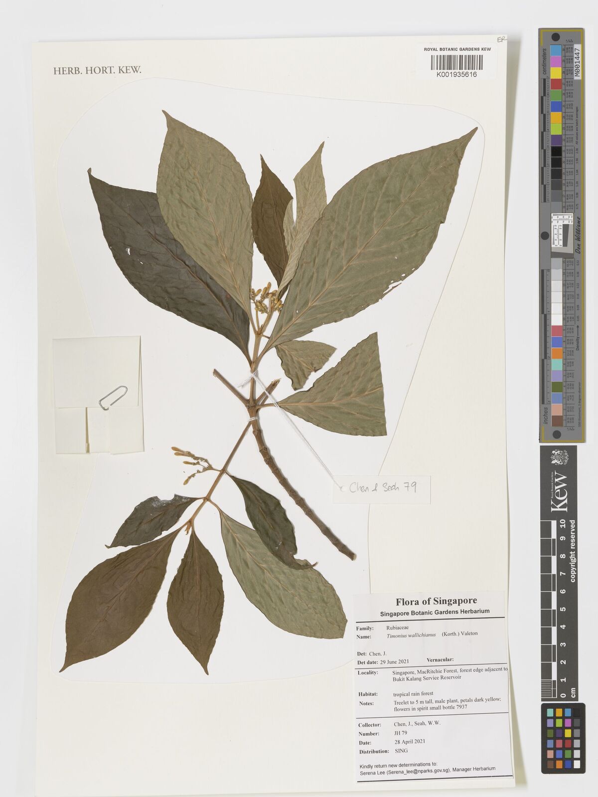 Timonius wallichianus Valeton | Plants of the World Online | Kew Science