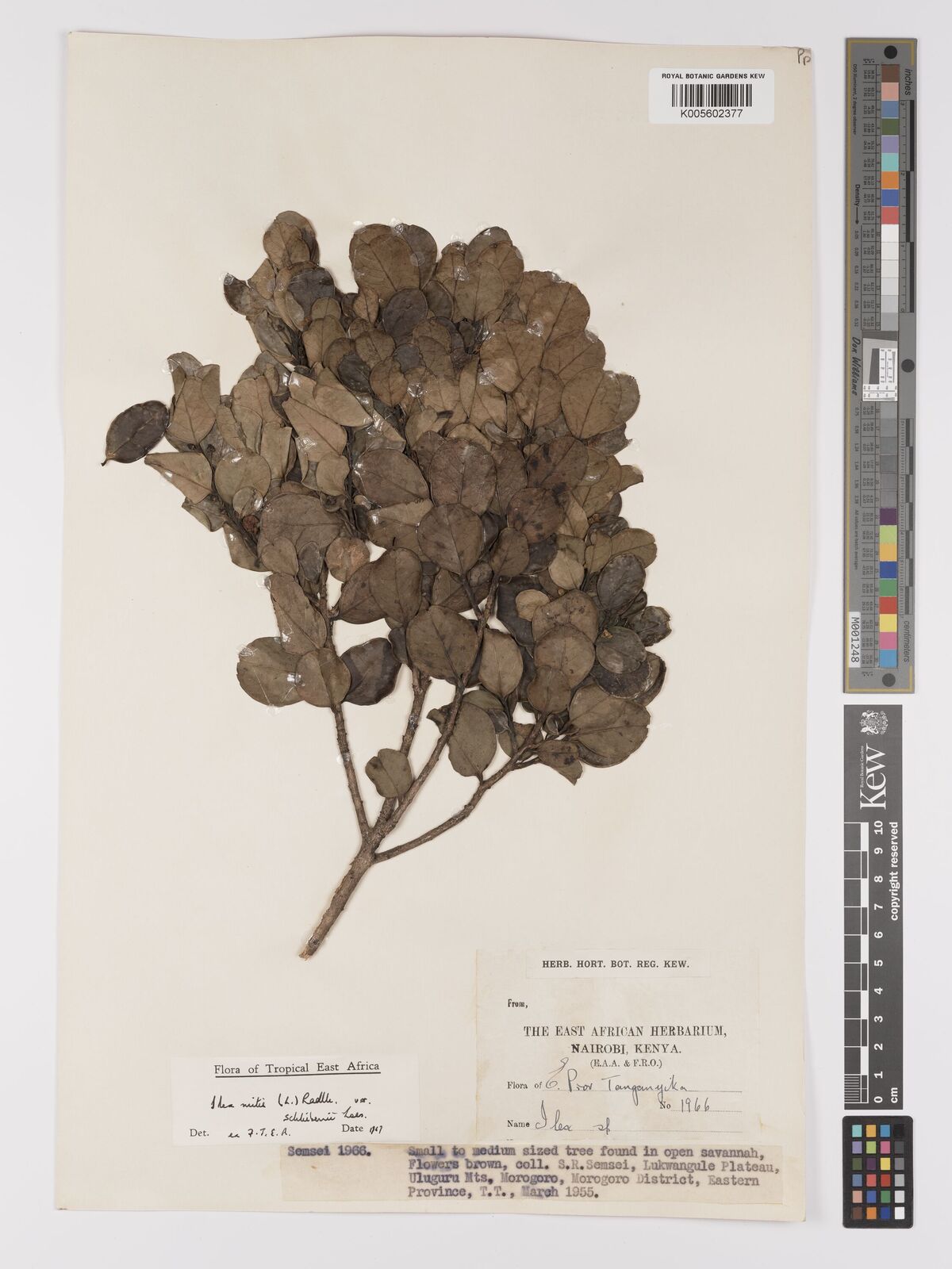 Ilex mitis var. schliebenii Loes. | Plants of the World Online | Kew ...