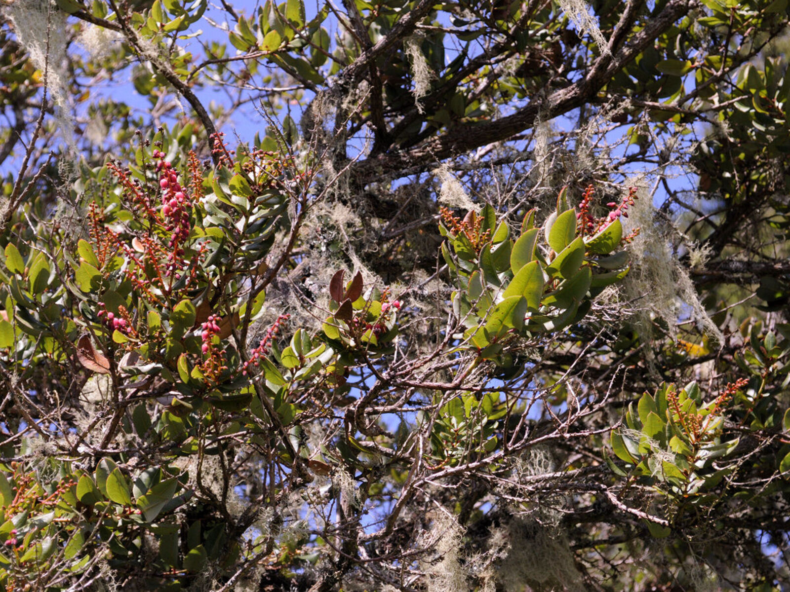Agarista salicifolia (Lam.) G.Don | Plants of the World Online | Kew ...