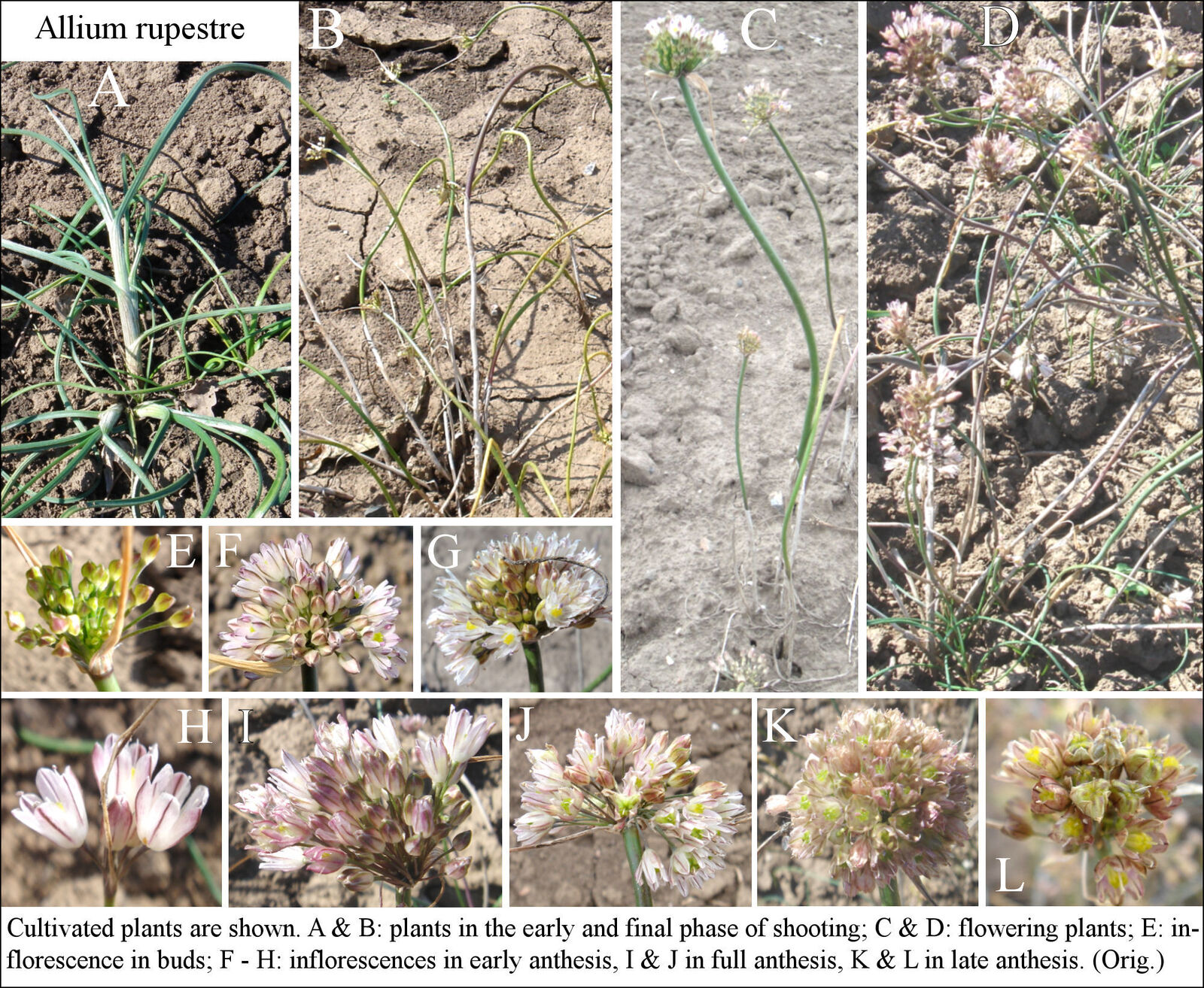 Allium rupestre Steven | Plants of the World Online | Kew Science