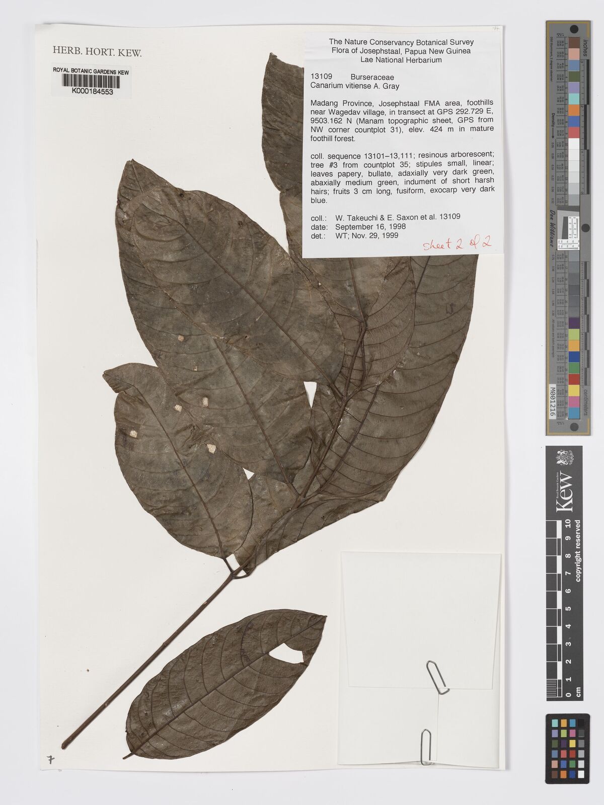 Canarium asperum Benth. | Plants of the World Online | Kew Science