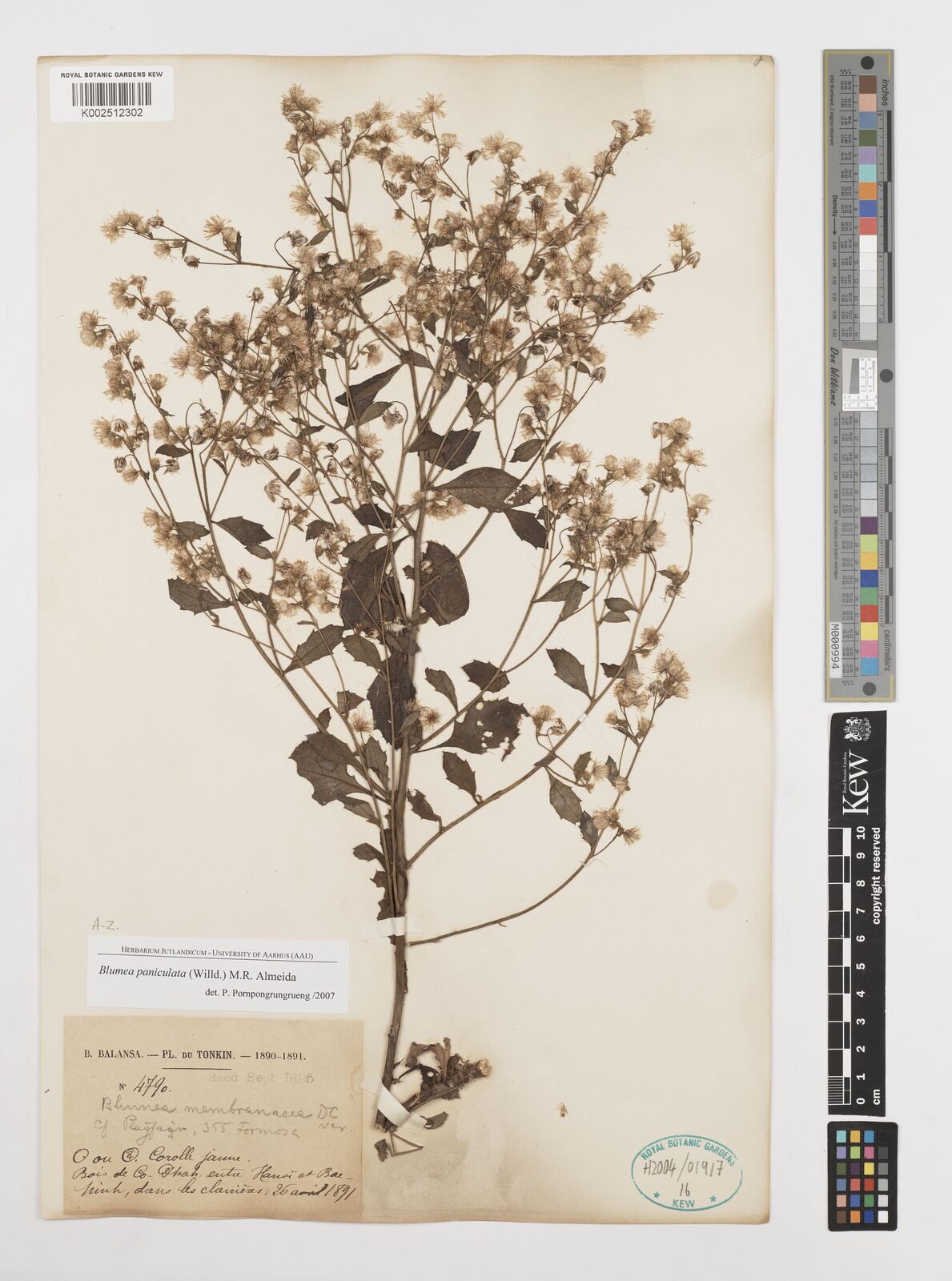 Pluchea paniculata (Willd.) Karthik. & Moorthy | Plants of the World ...