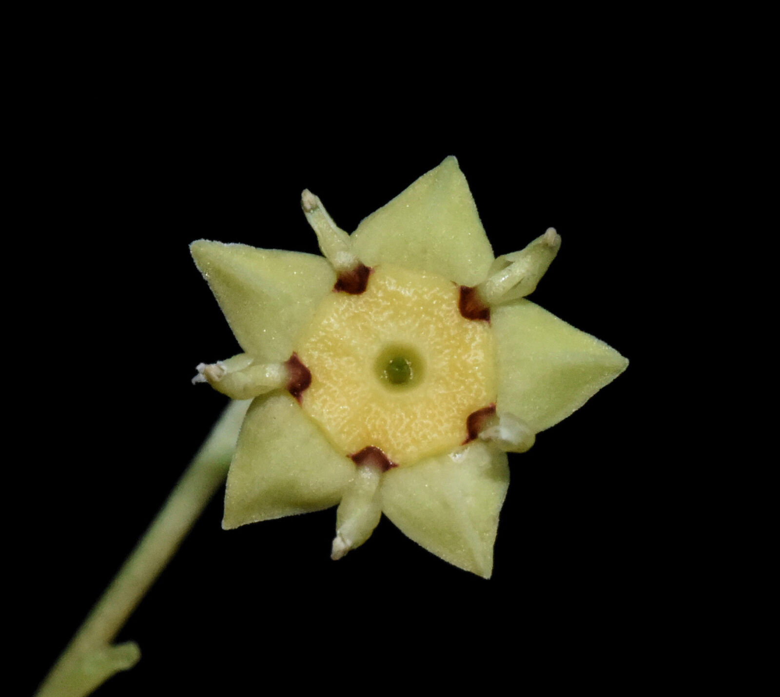 Helinus integrifolius (Lam.) Kuntze | Plants of the World Online | Kew ...