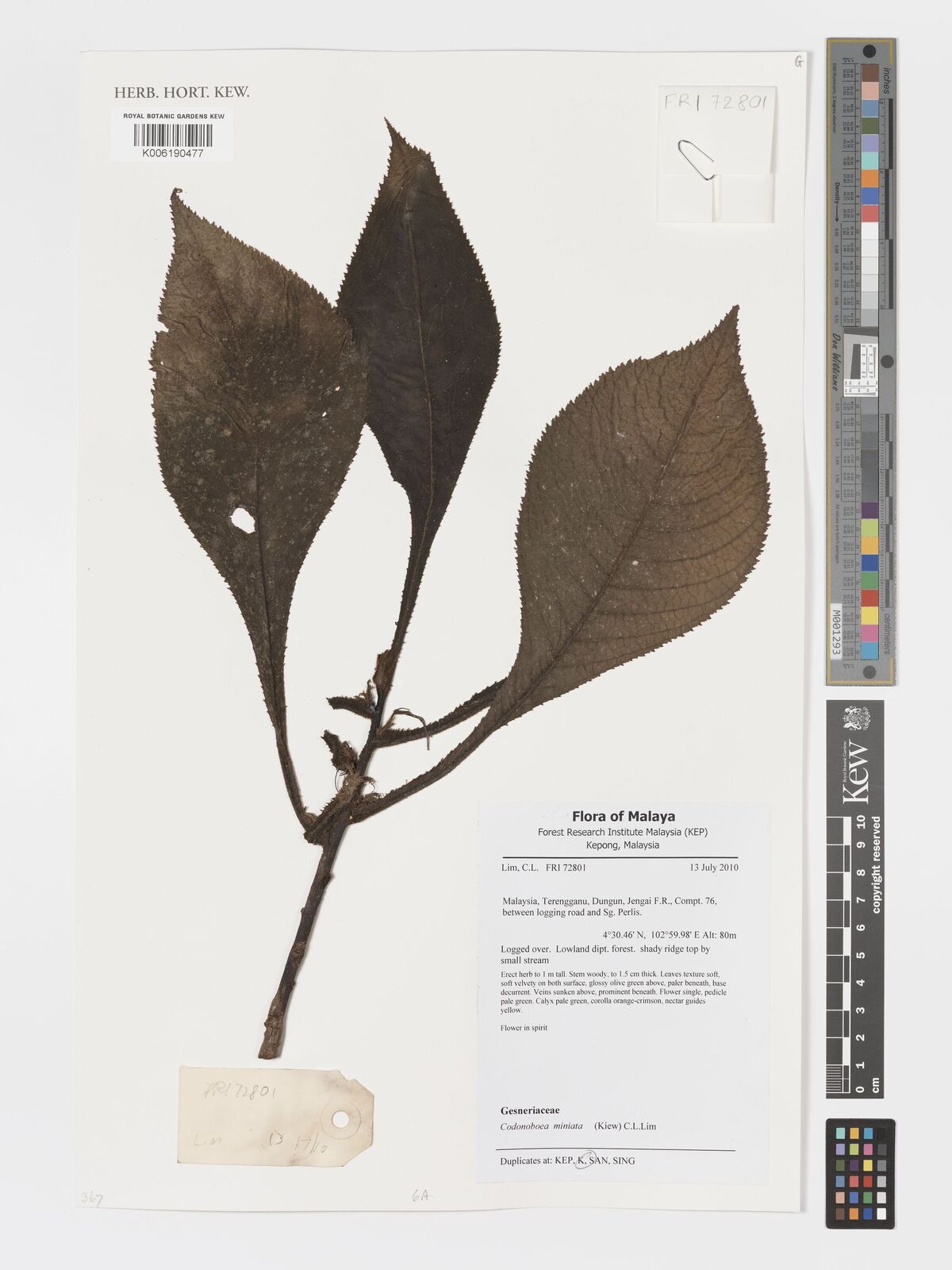 Codonoboea miniata (Kiew) C.L.Lim | Plants of the World Online | Kew ...