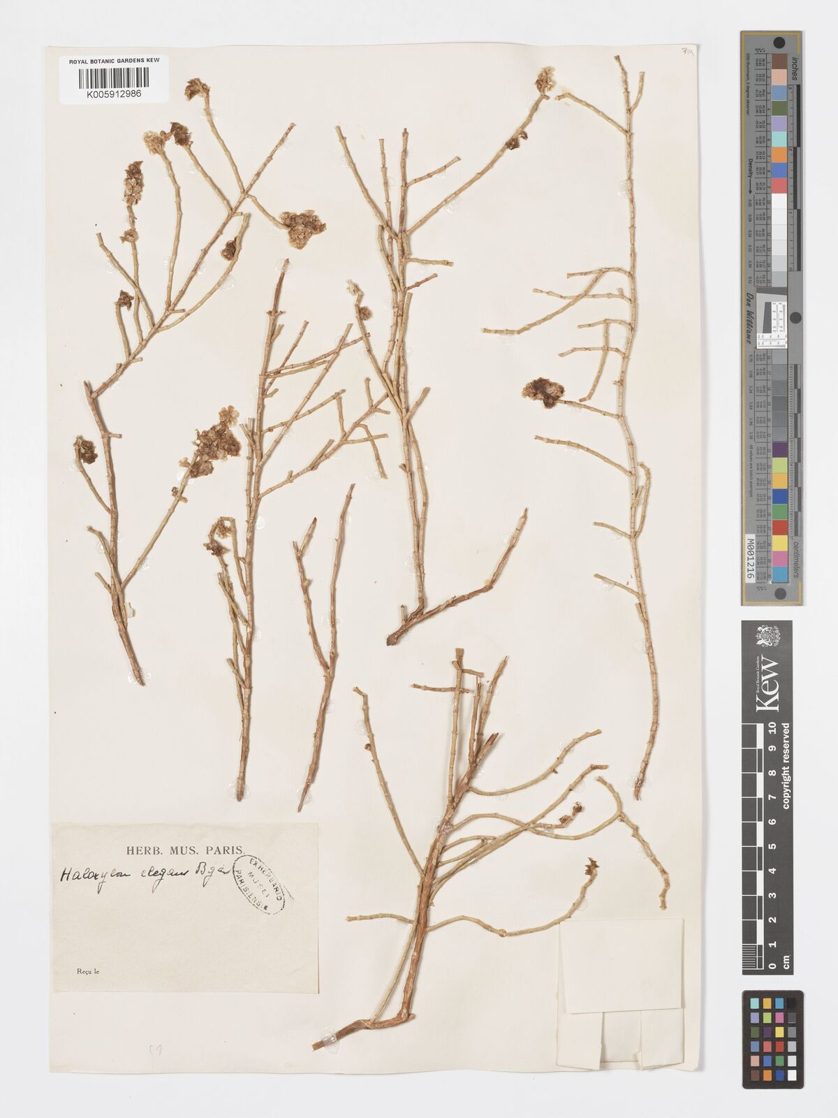 Haloxylon salicornicum (Moq.) Bunge ex Boiss. | Plants of the World ...