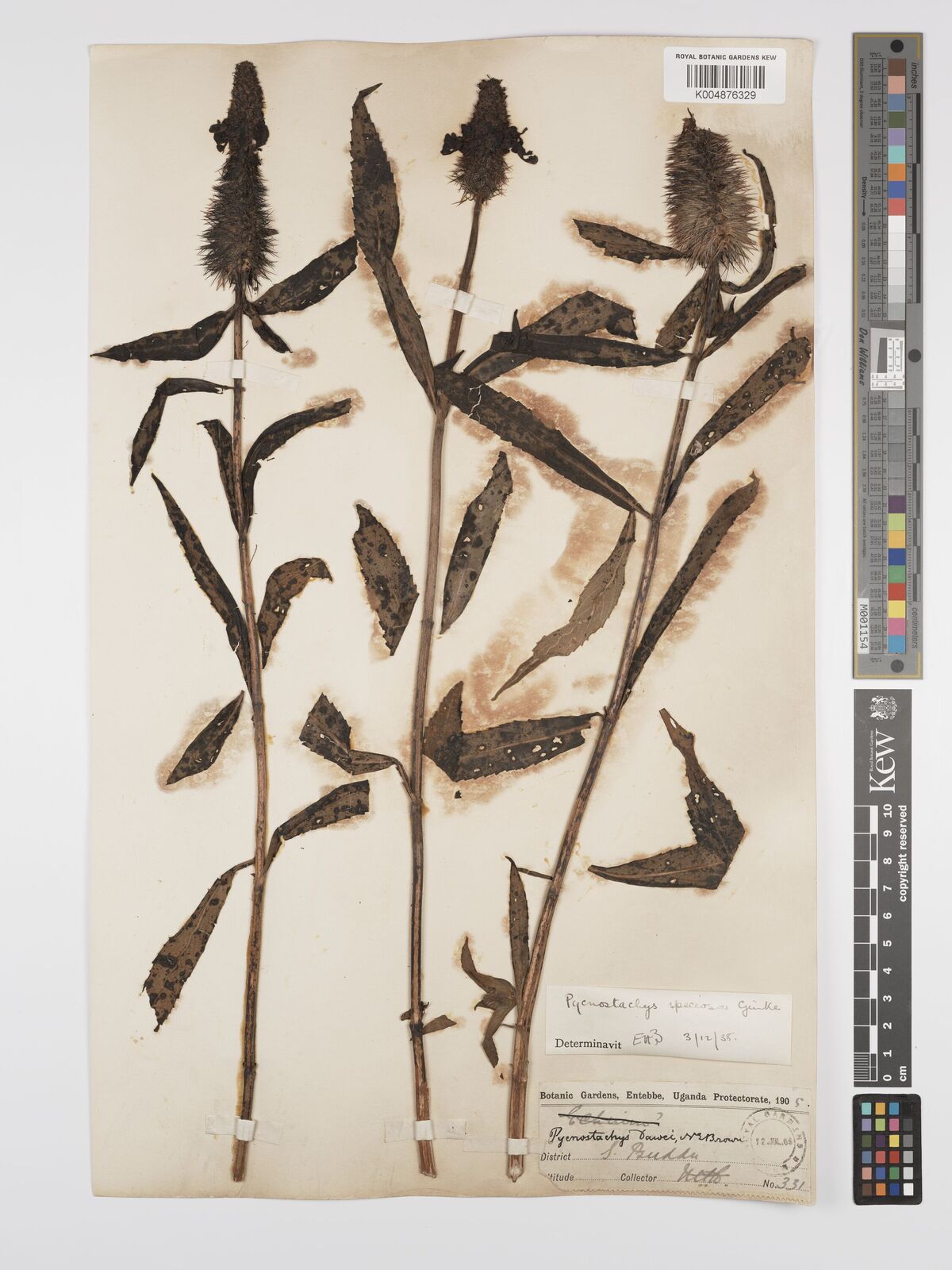 Coleus affinis (Gürke) A.J.Paton | Plants of the World Online | Kew Science