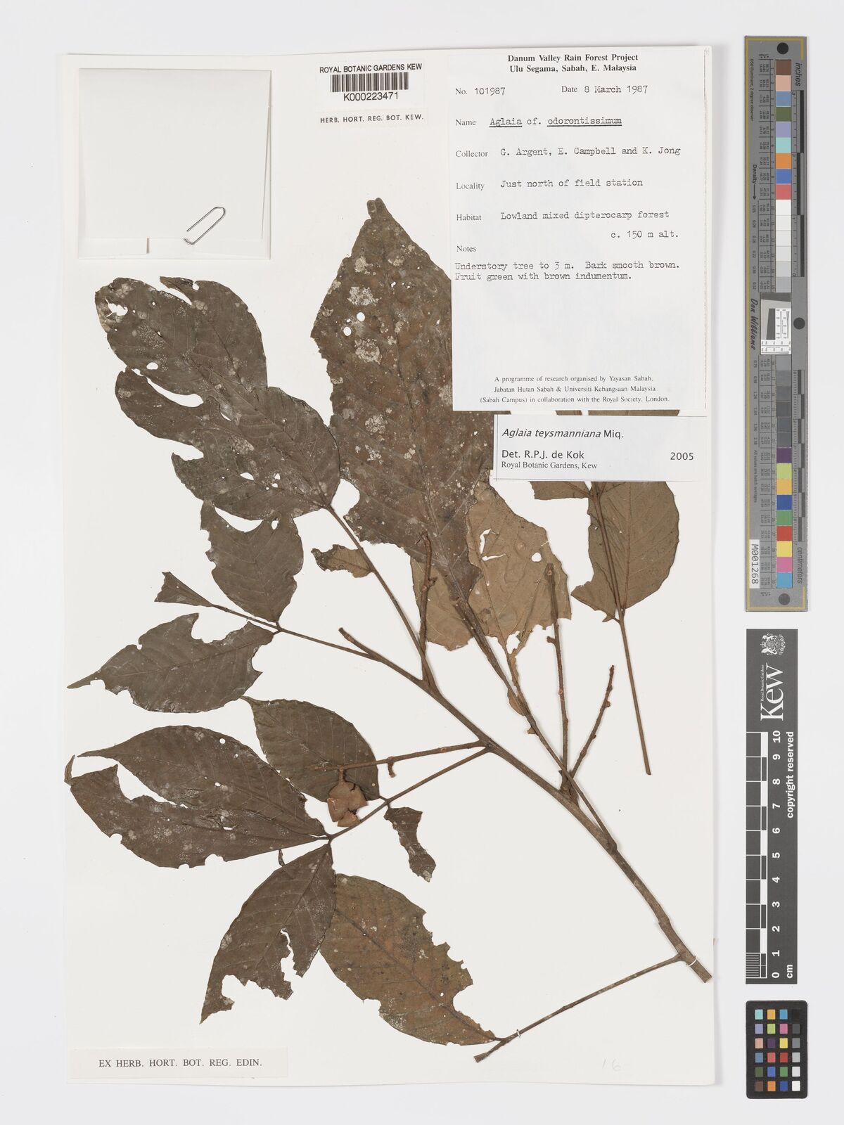 Aglaia teysmanniana (Miq.) Miq. | Plants of the World Online | Kew Science
