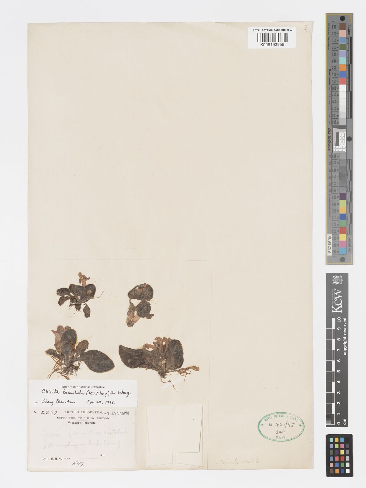 Primulina tenuituba (W.T.Wang) Yin Z.Wang | Plants of the World Online ...