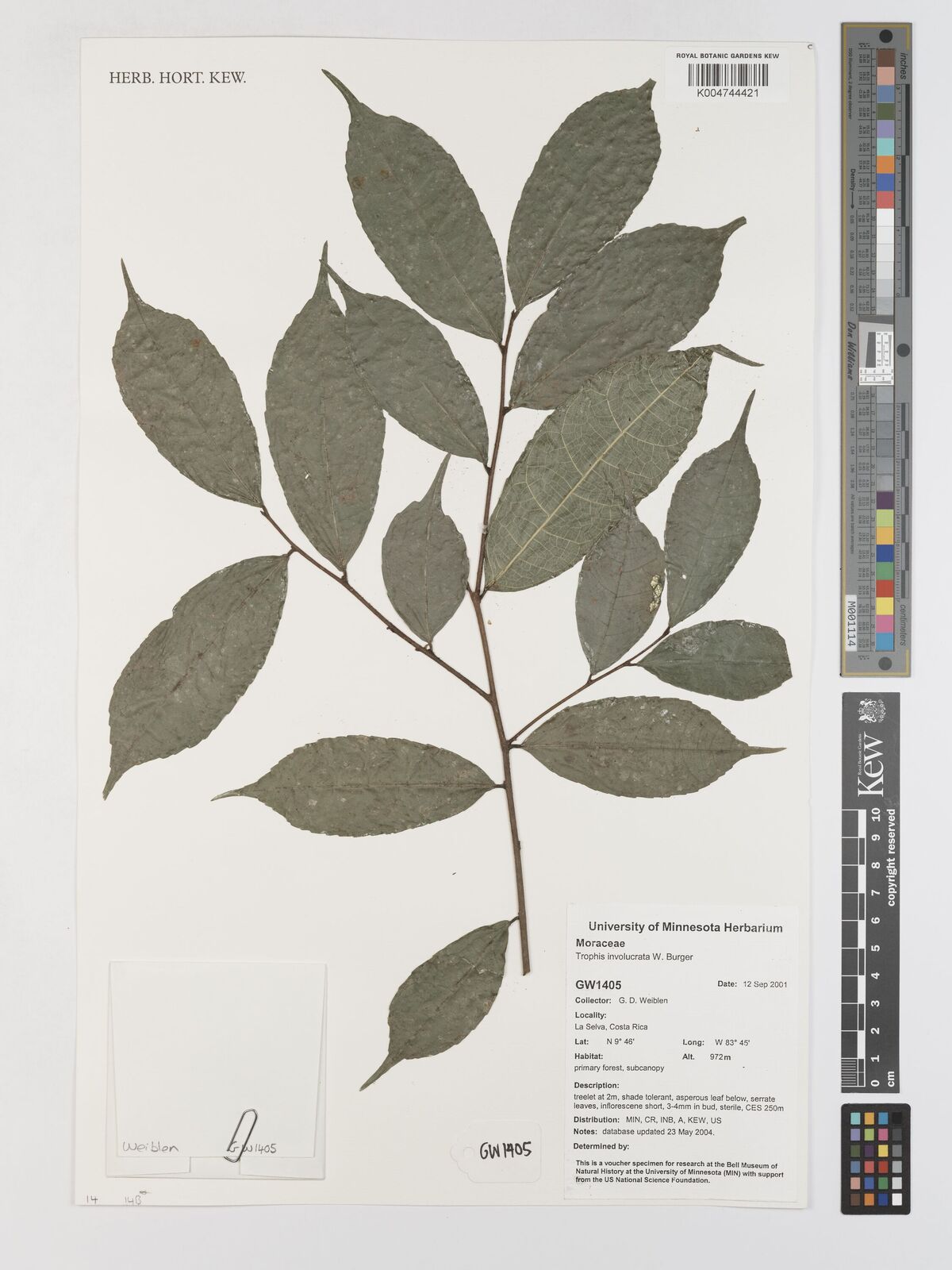 Trophis involucrata W.C.Burger | Plants of the World Online | Kew Science