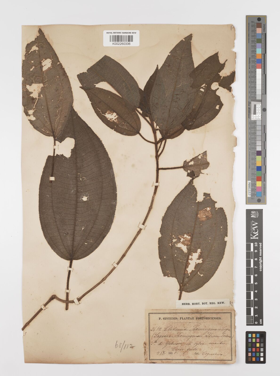 Miconia hispaniolica Judd & Majure | Plants of the World Online | Kew ...