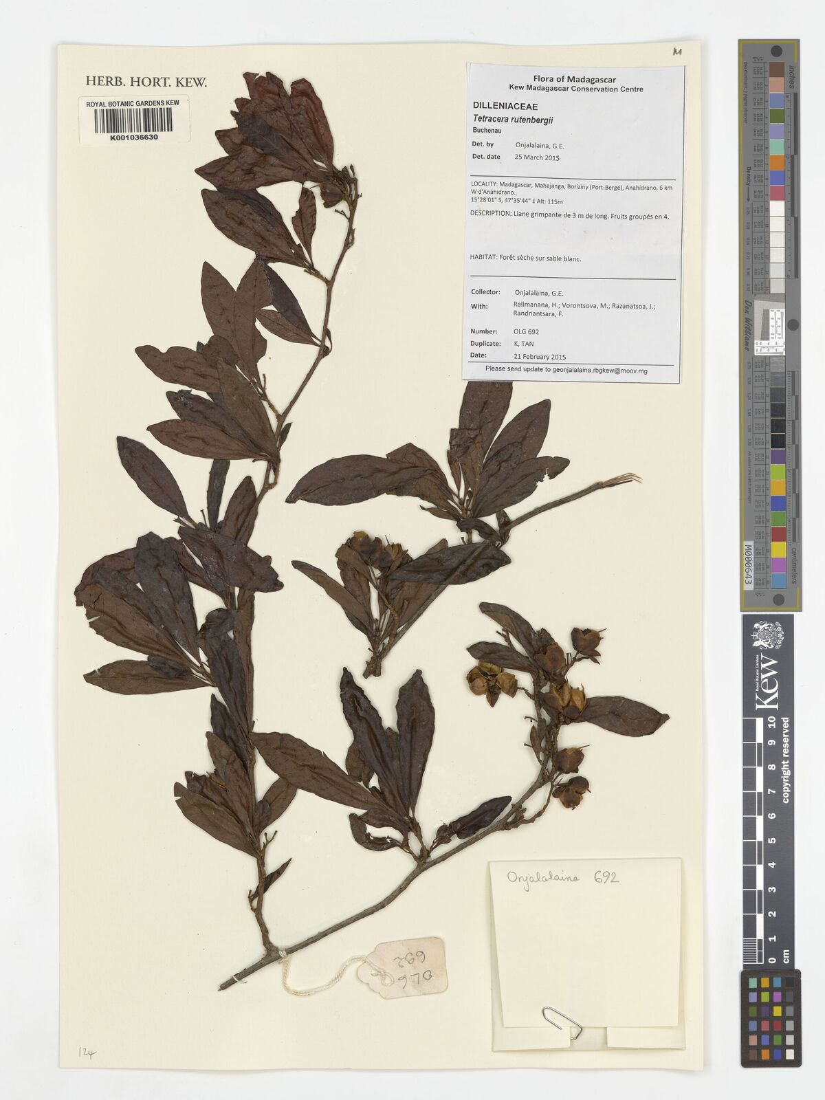 Tetracera rutenbergii Buchenau | Plants of the World Online | Kew Science