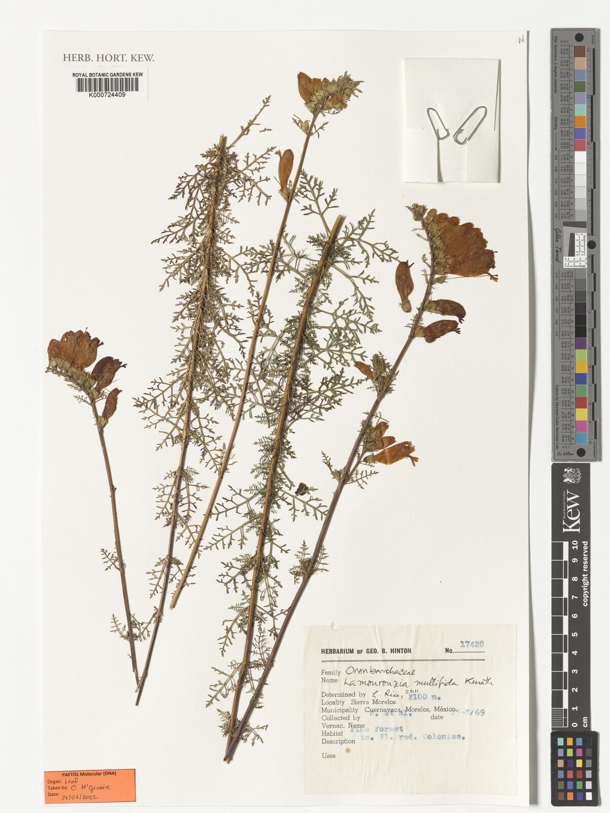 Lamourouxia multifida Kunth | Plants of the World Online | Kew Science