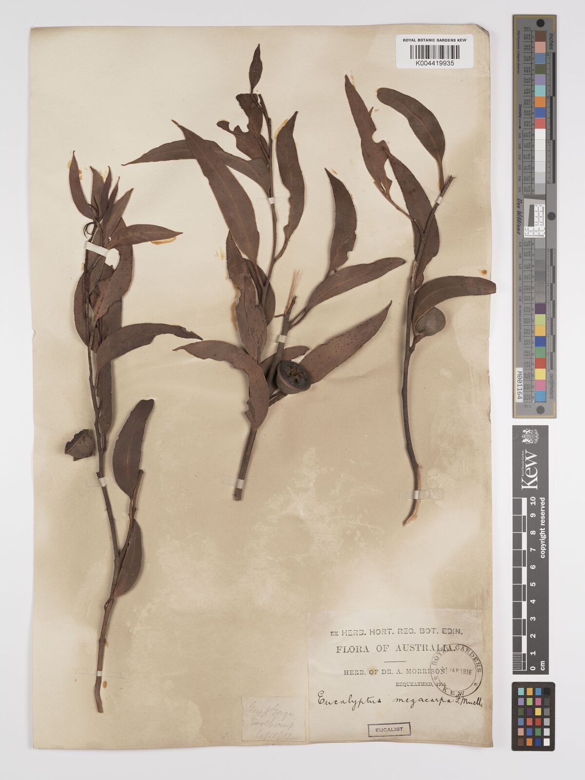 Eucalyptus megacarpa F.Muell. | Plants of the World Online | Kew Science