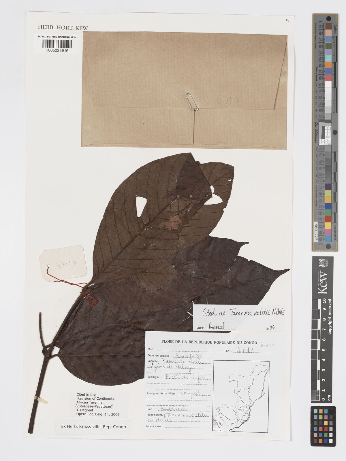 Tarenna petitii N.Hallé | Plants of the World Online | Kew Science
