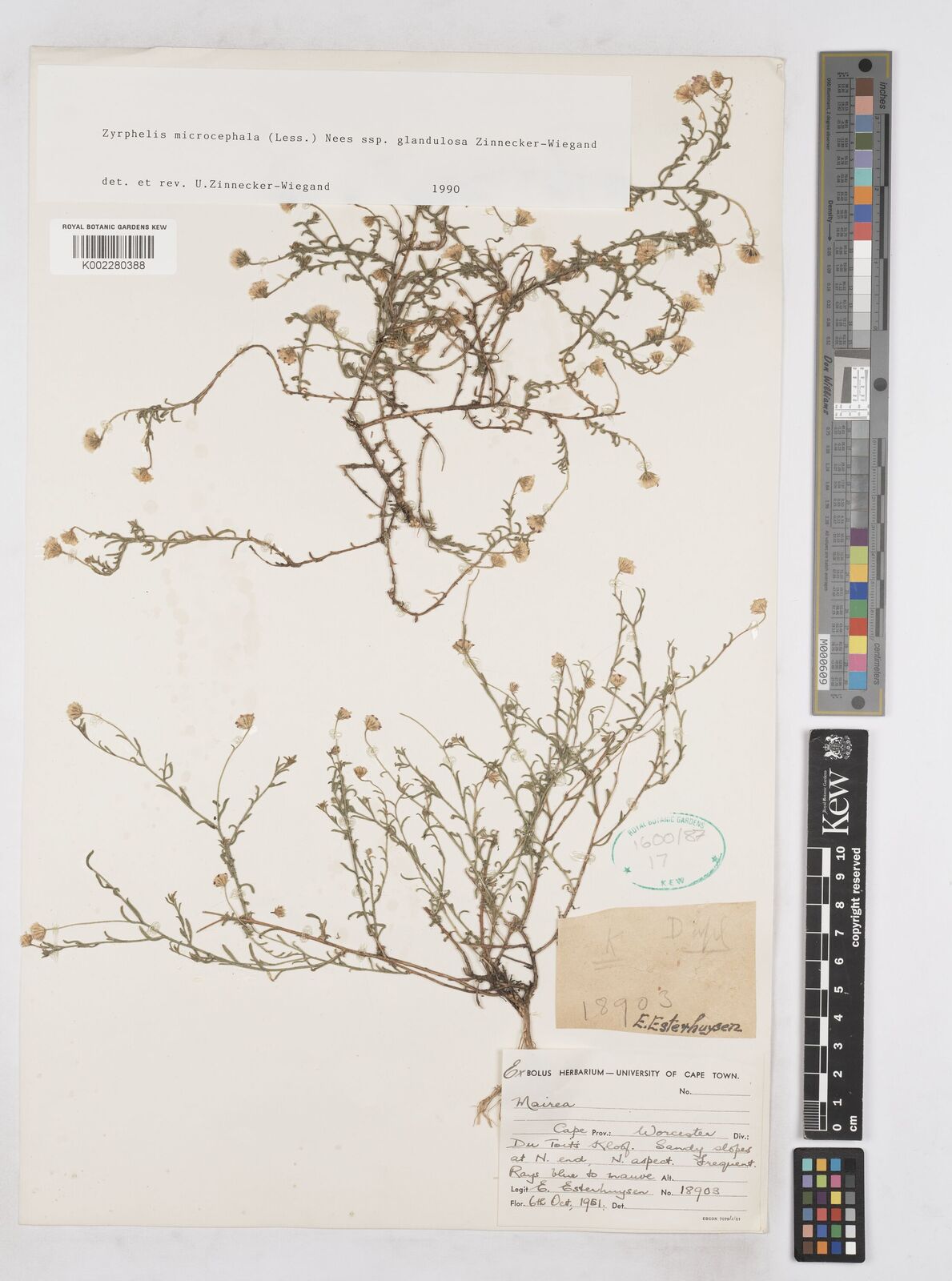 Zyrphelis microcephala Nees | Plants of the World Online | Kew Science