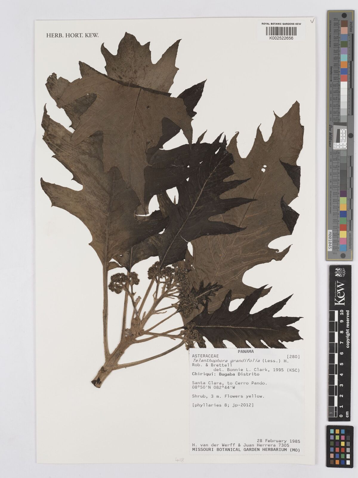 Telanthophora grandifolia (Less.) H.Rob. & Brettell | Plants of the ...