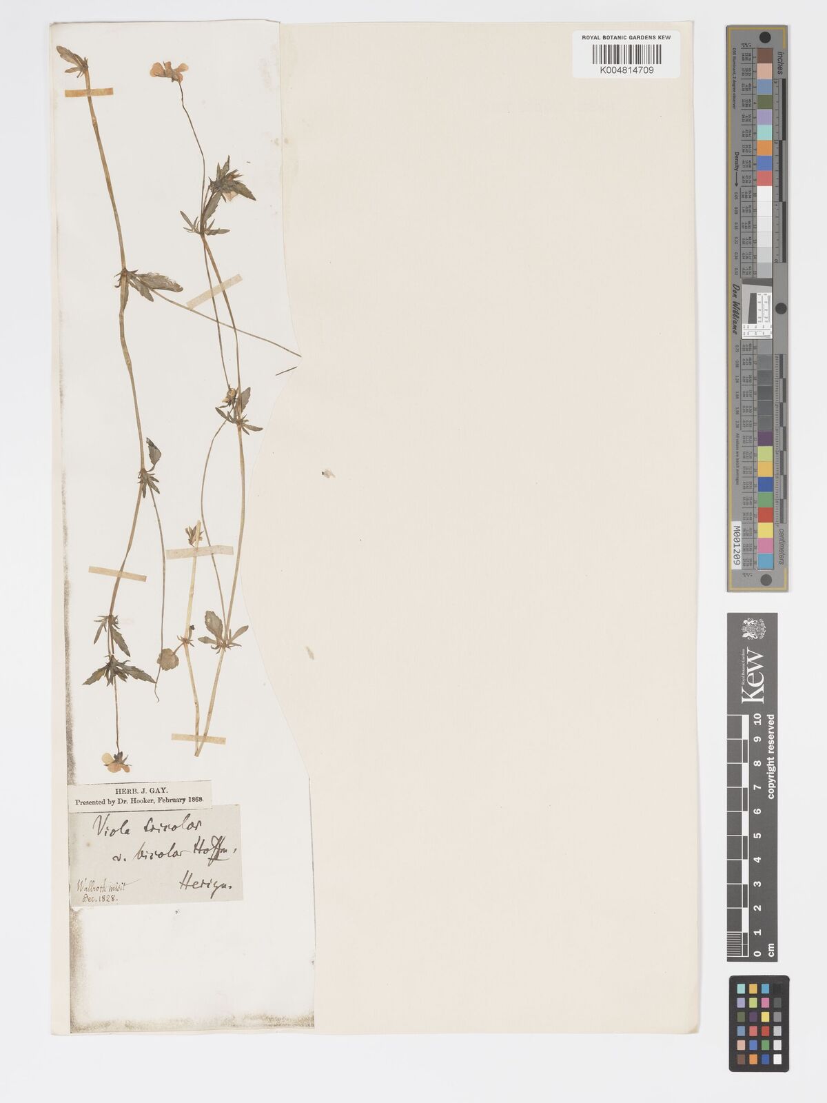 Viola tricolor subsp. macedonica (Boiss. & Heldr.) A.F.W.Schmidt ...
