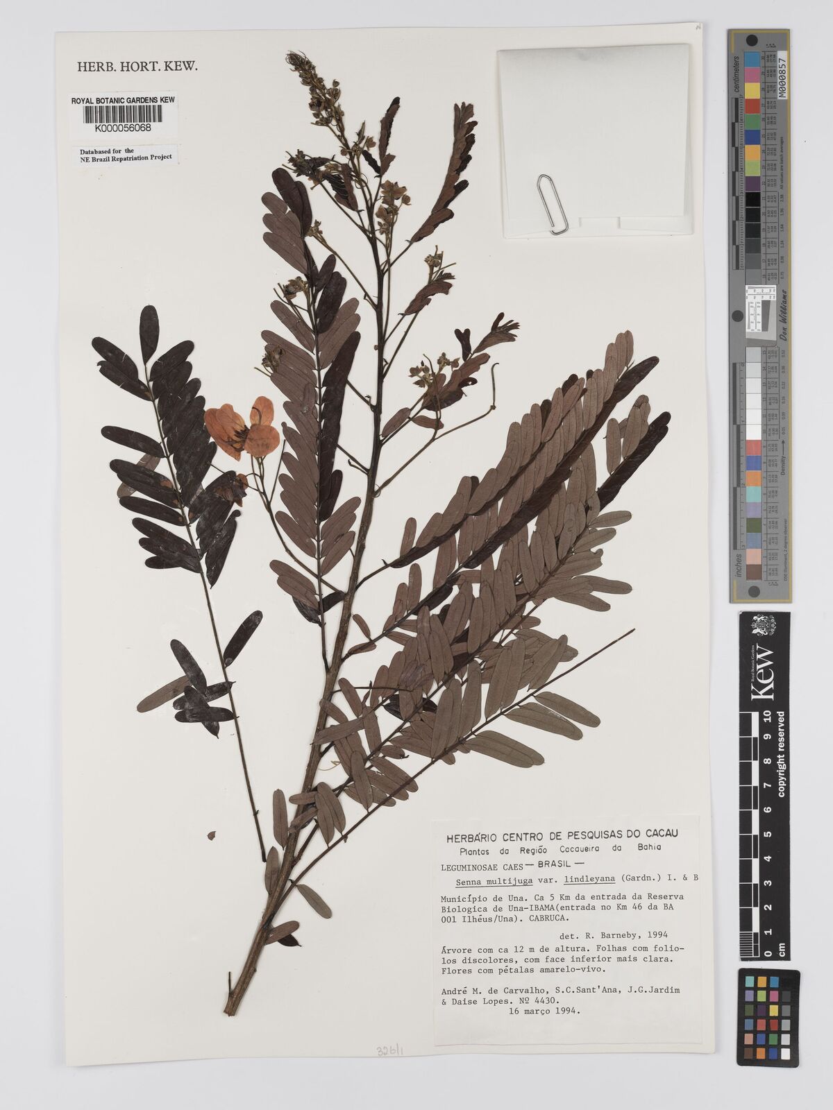 Senna multijuga subsp. lindleyana (Gardner) H.S.Irwin & Barneby ...