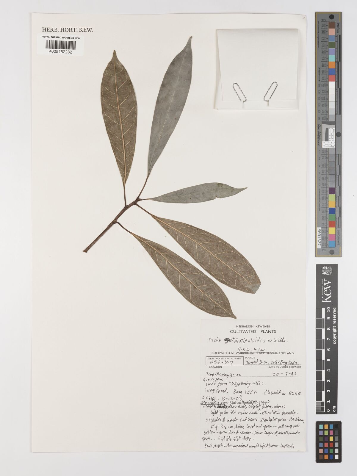 Ficus cyathistipuloides De Wild. | Plants of the World Online | Kew Science