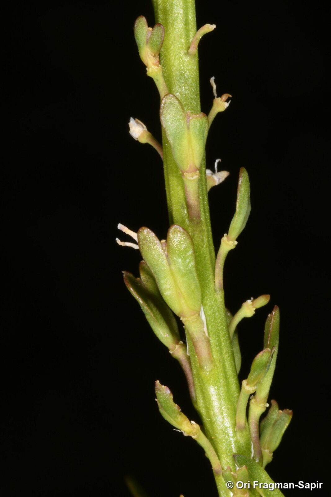 Lepidium sativum L. | Plants of the World Online | Kew Science