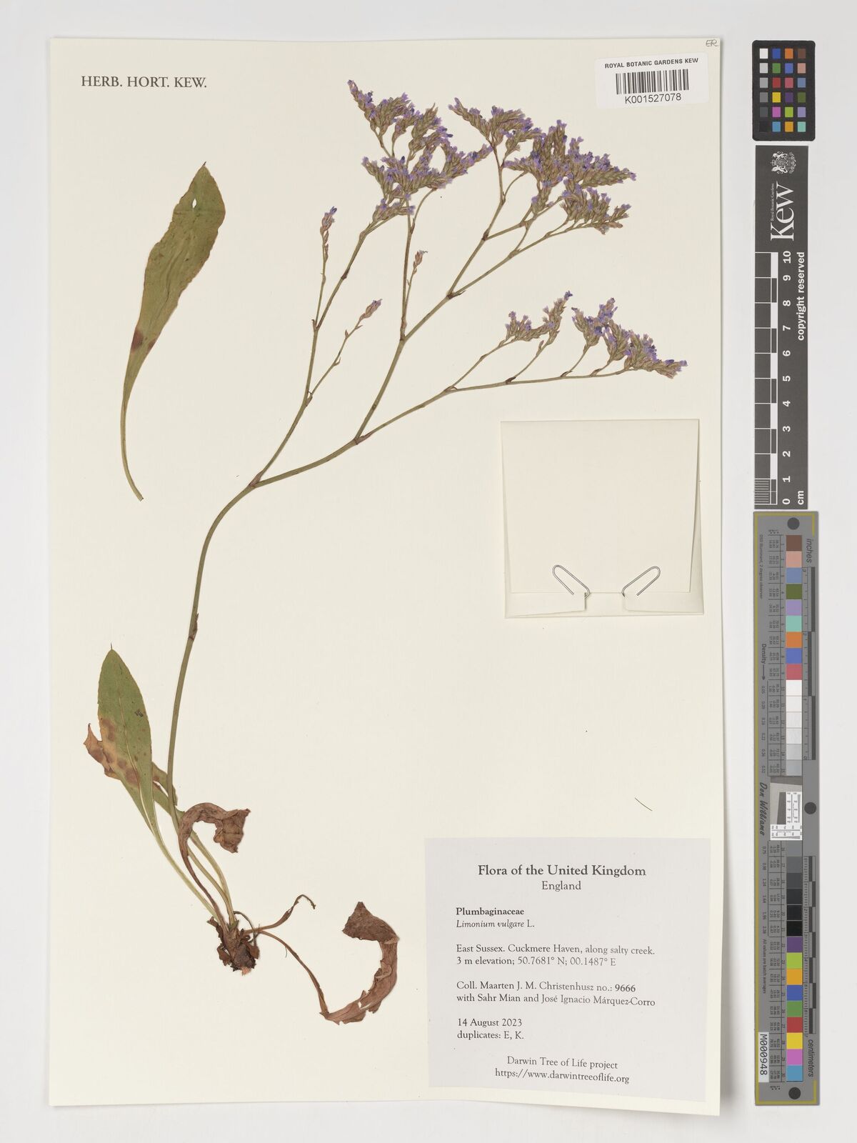Limonium vulgare Mill. | Plants of the World Online | Kew Science