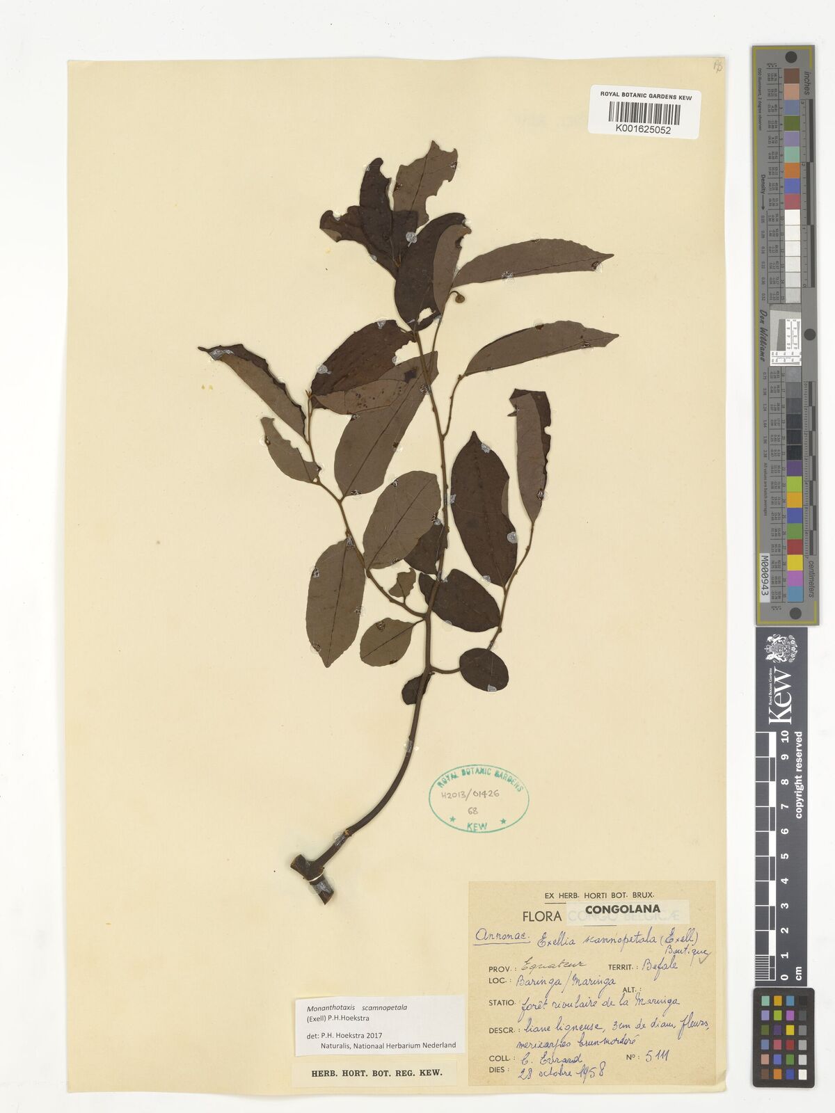 Monanthotaxis scamnopetala (Exell) P.H.Hoekstra | Plants of the World ...