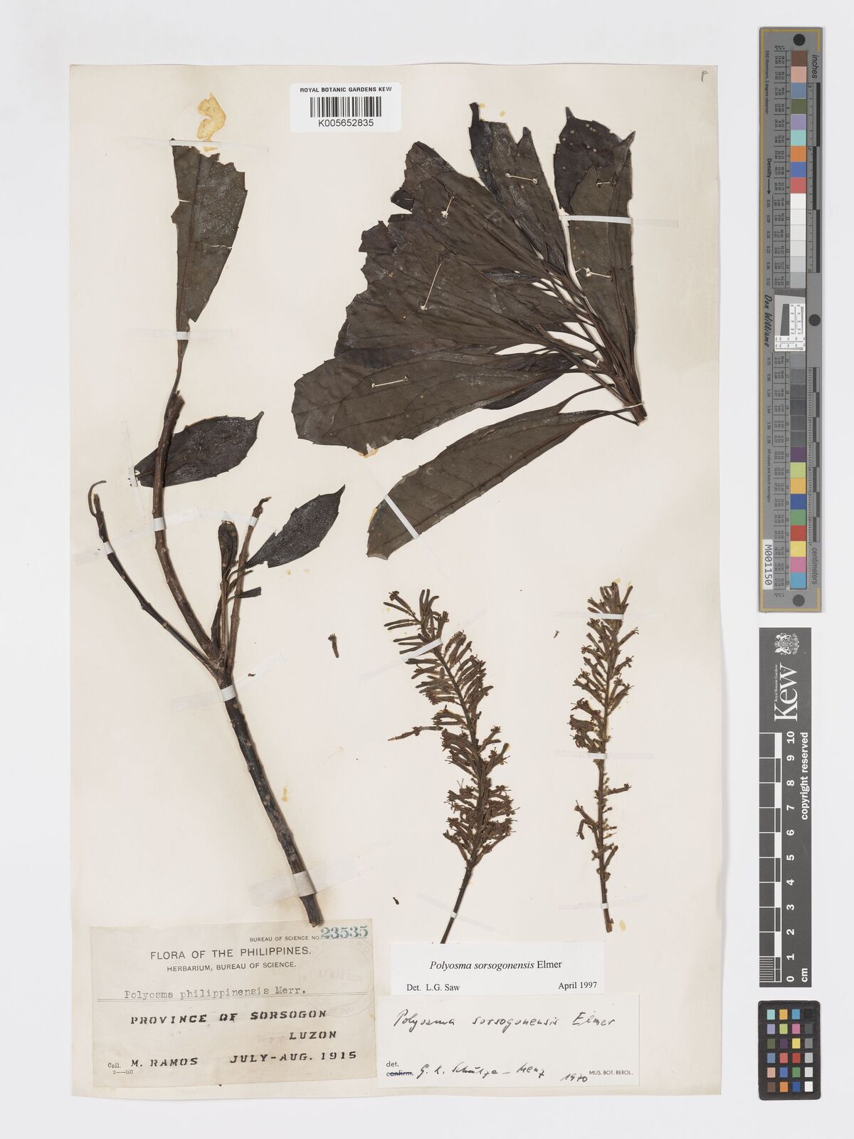 Polyosma integrifolia Blume | Plants of the World Online | Kew Science
